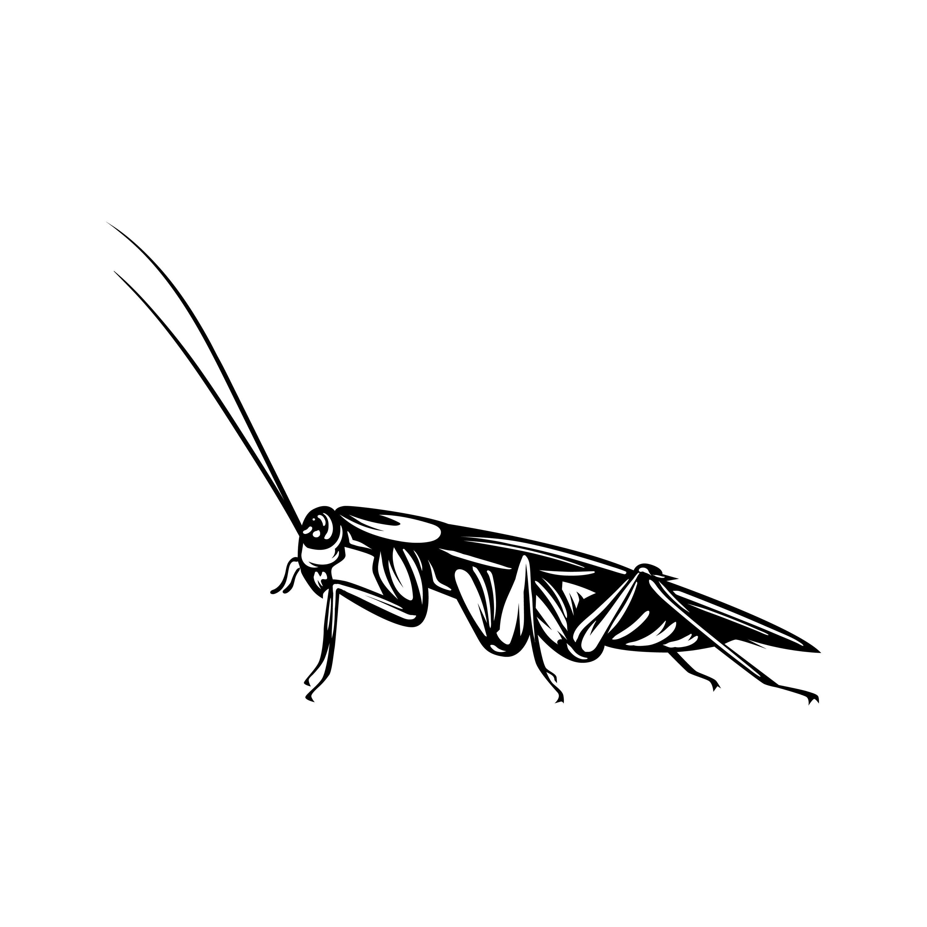 Cockroach SVG / SVG Cut File / Car Decal SVG / Instant Download ...