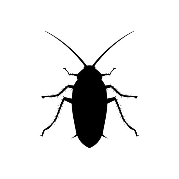 Cockroach Svg - Etsy