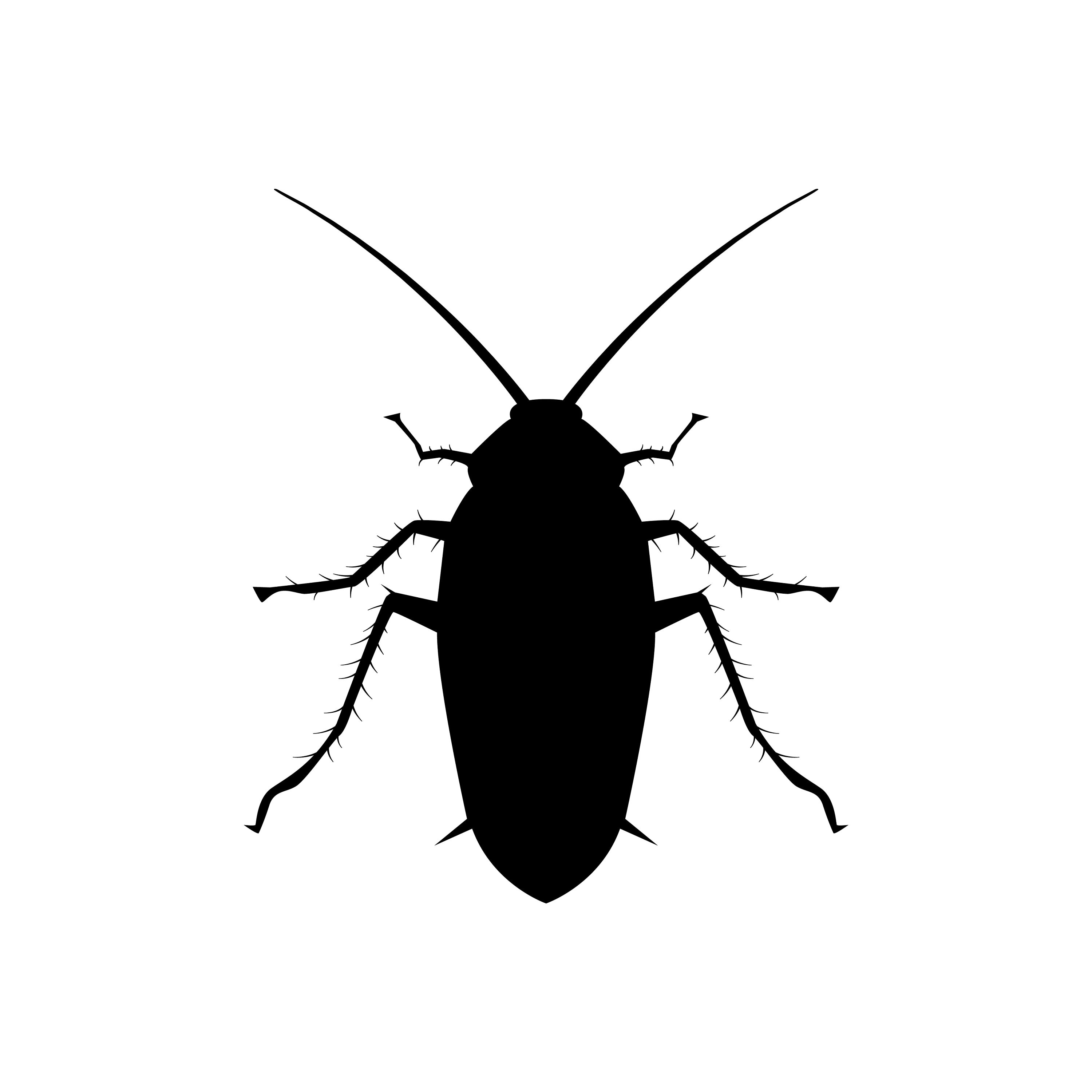 Cockroach/ Photographer / Dslr SVG / SVG Cut File / Car Decal SVG ...