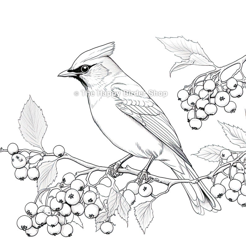 Coloring Page Cedar Waxwing Printable Coloring Sheet Adult Coloring ...