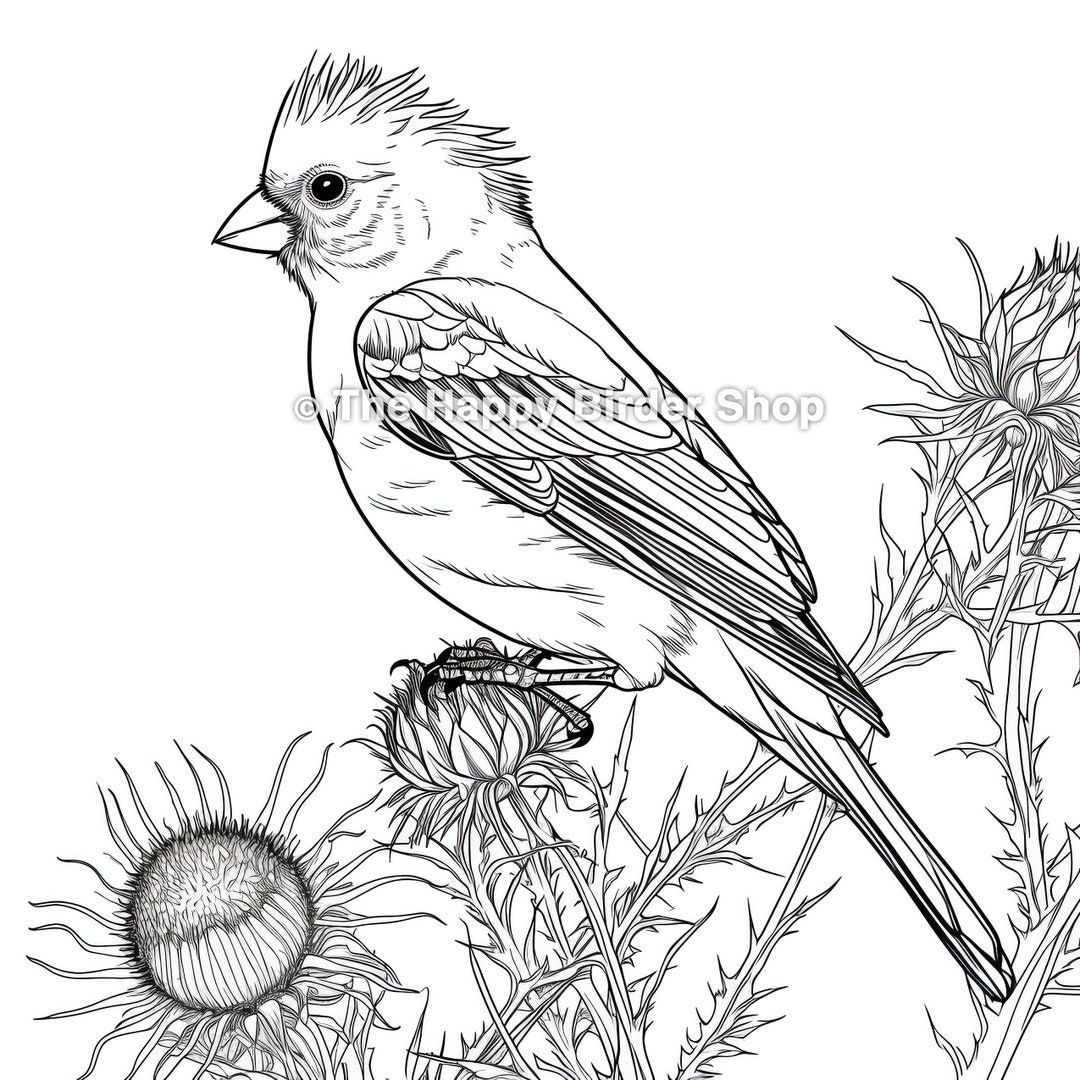 American Goldfinch Coloring Book Page | Bird Nerd | Birds | Bird Lovers ...