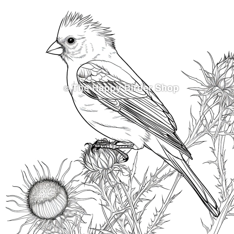 American Goldfinch Coloring Book Page | Bird Nerd | Birds | Bird Lovers ...