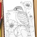 Kingfisher Coloring Page Printable Bird Art Bird Coloring Book Adult ...