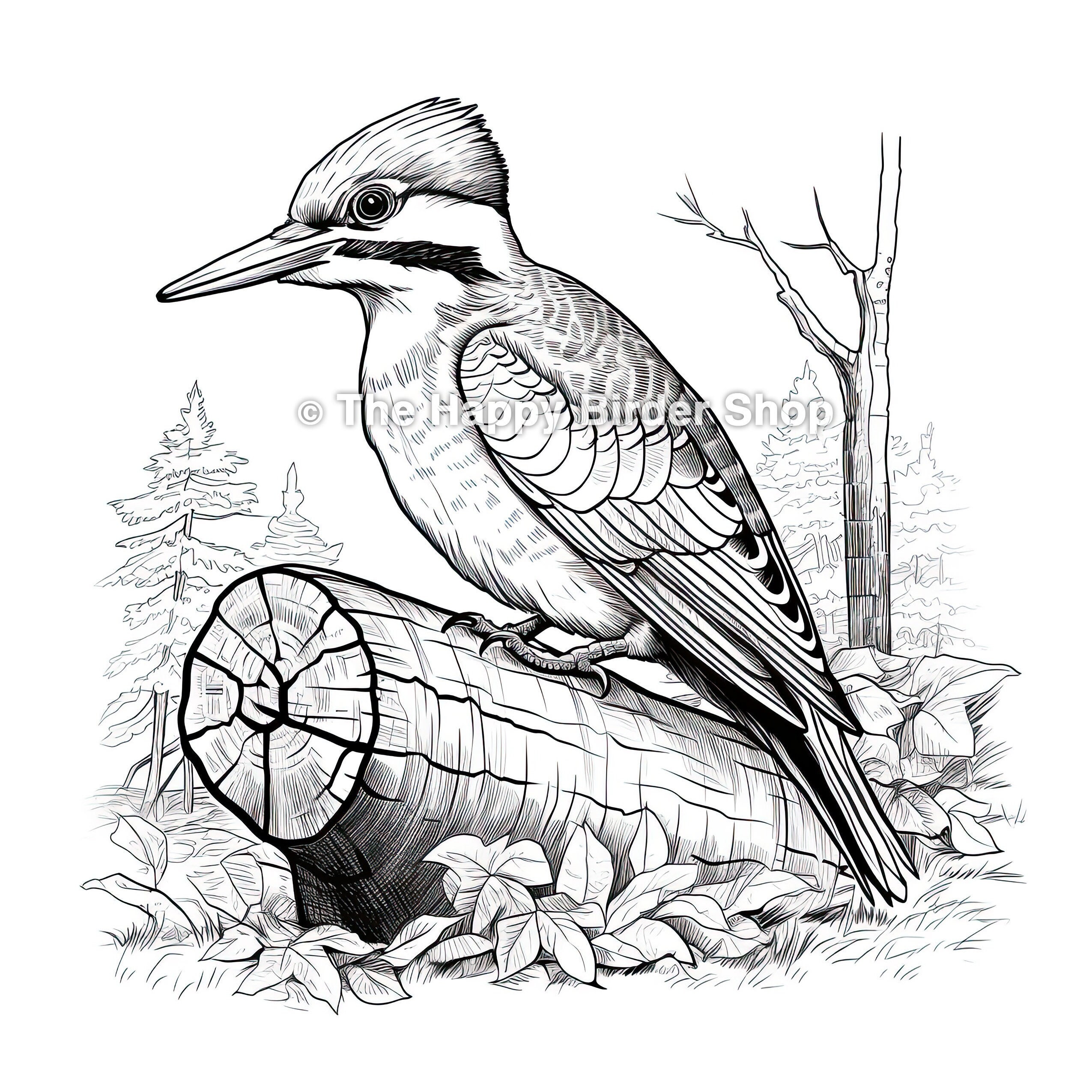 Pileated Woodpecker | Coloring Book Page | Woodpeckers | Birds | Bird ...