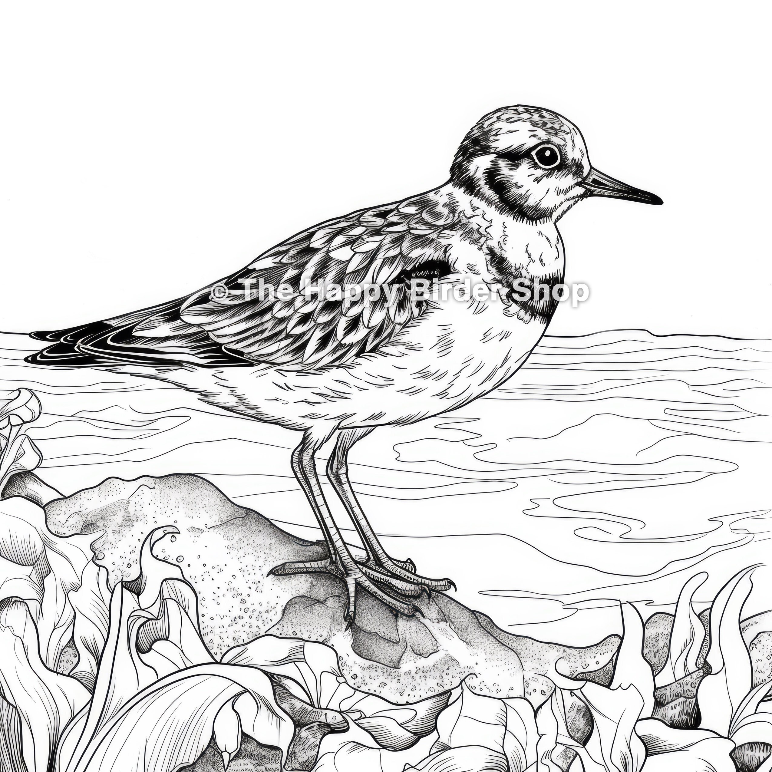 Ruddy Turnstone | Coloring Book Page | Printable Coloring Page ...