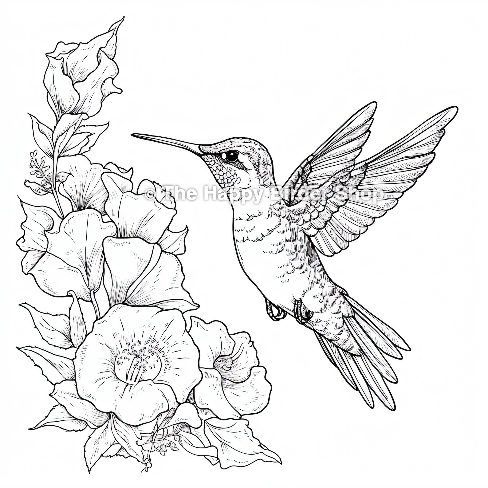 Hummingbird Coloring Book Page, Birds, Bird Nerd,bird Gifts,fun Bird ...