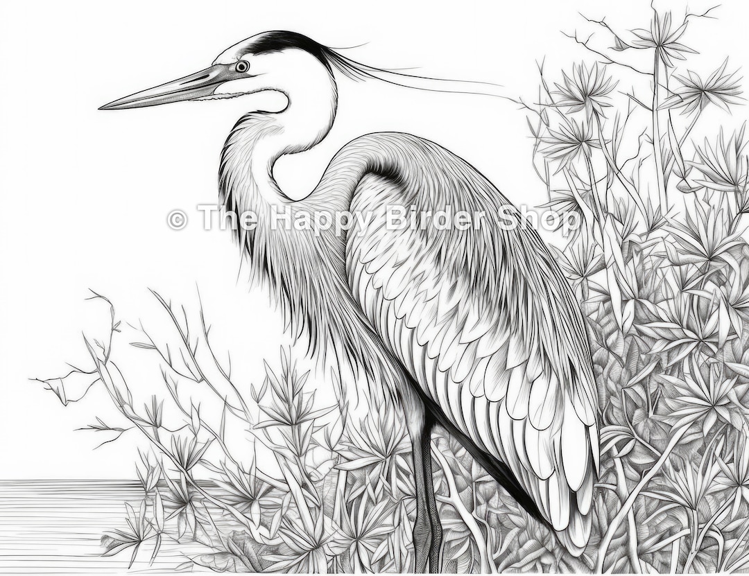 Coloring Page Great Blue Heron Printable Bird Colouring Page Adult ...