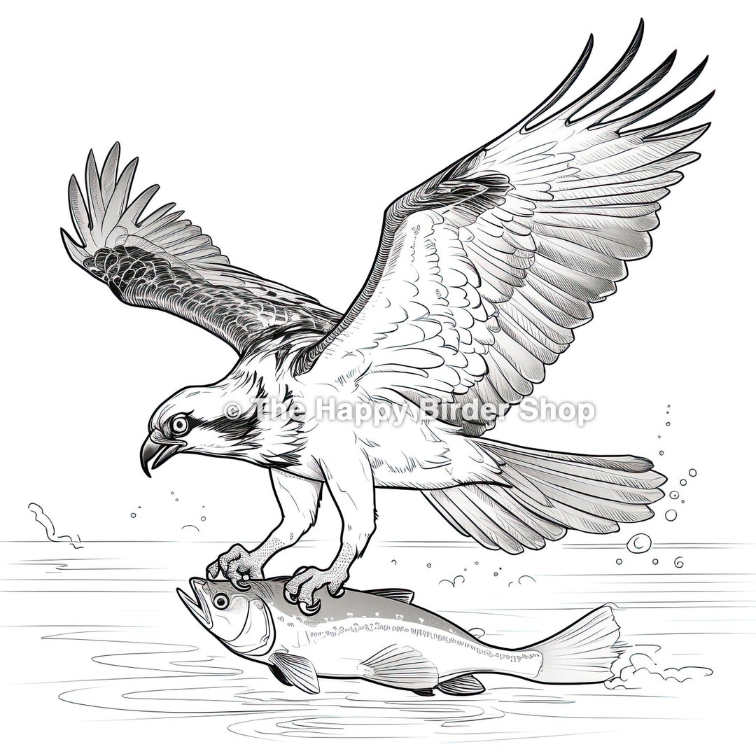 Osprey Coloring Book Page, Nature Coloring Book Page, Birds, Bird Nerd ...
