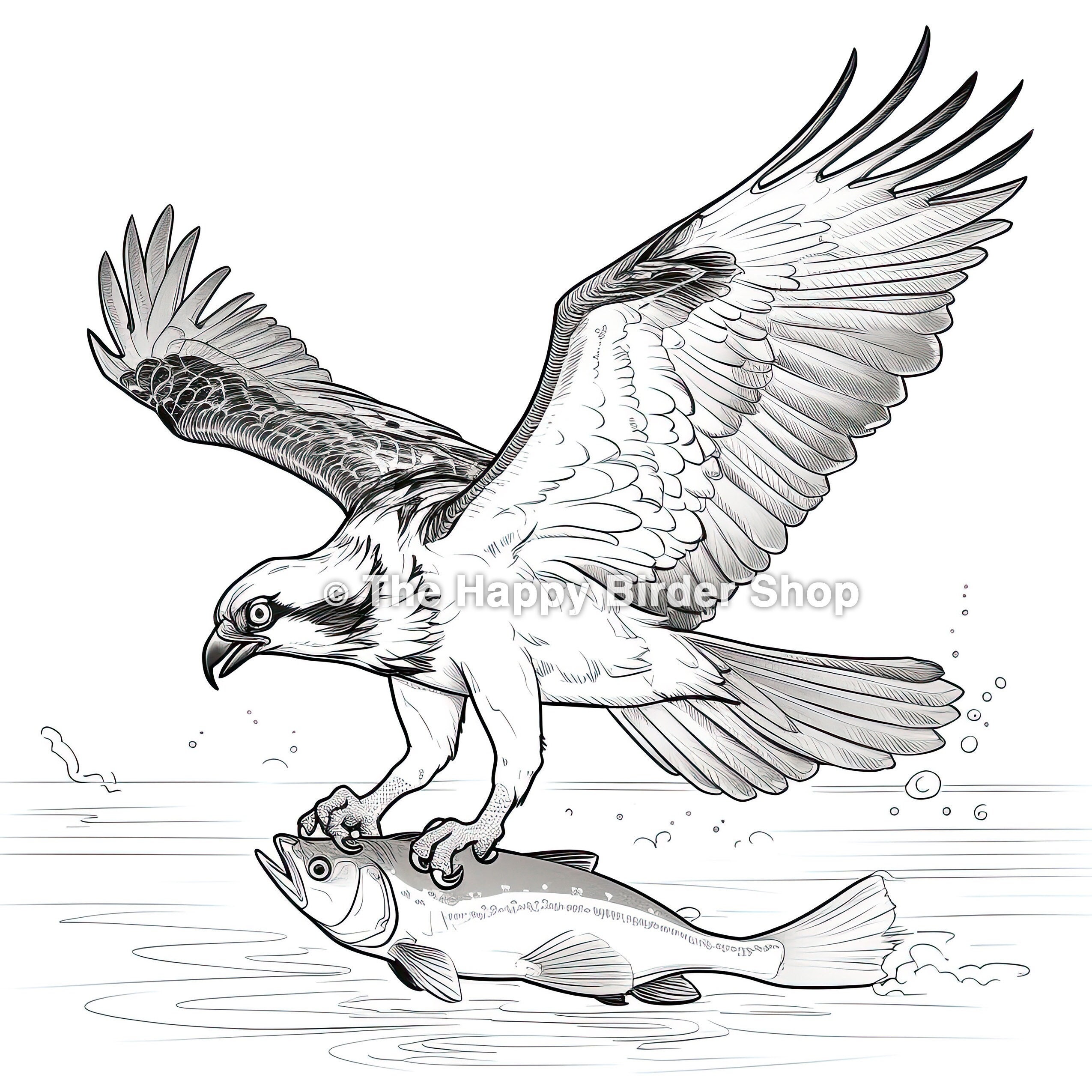 Osprey Coloring Book Page, Nature Coloring Book Page, Birds, Bird Nerd ...