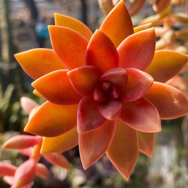 Alpenglow - Etsy