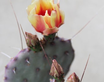 Santa Rita Cactus - Etsy