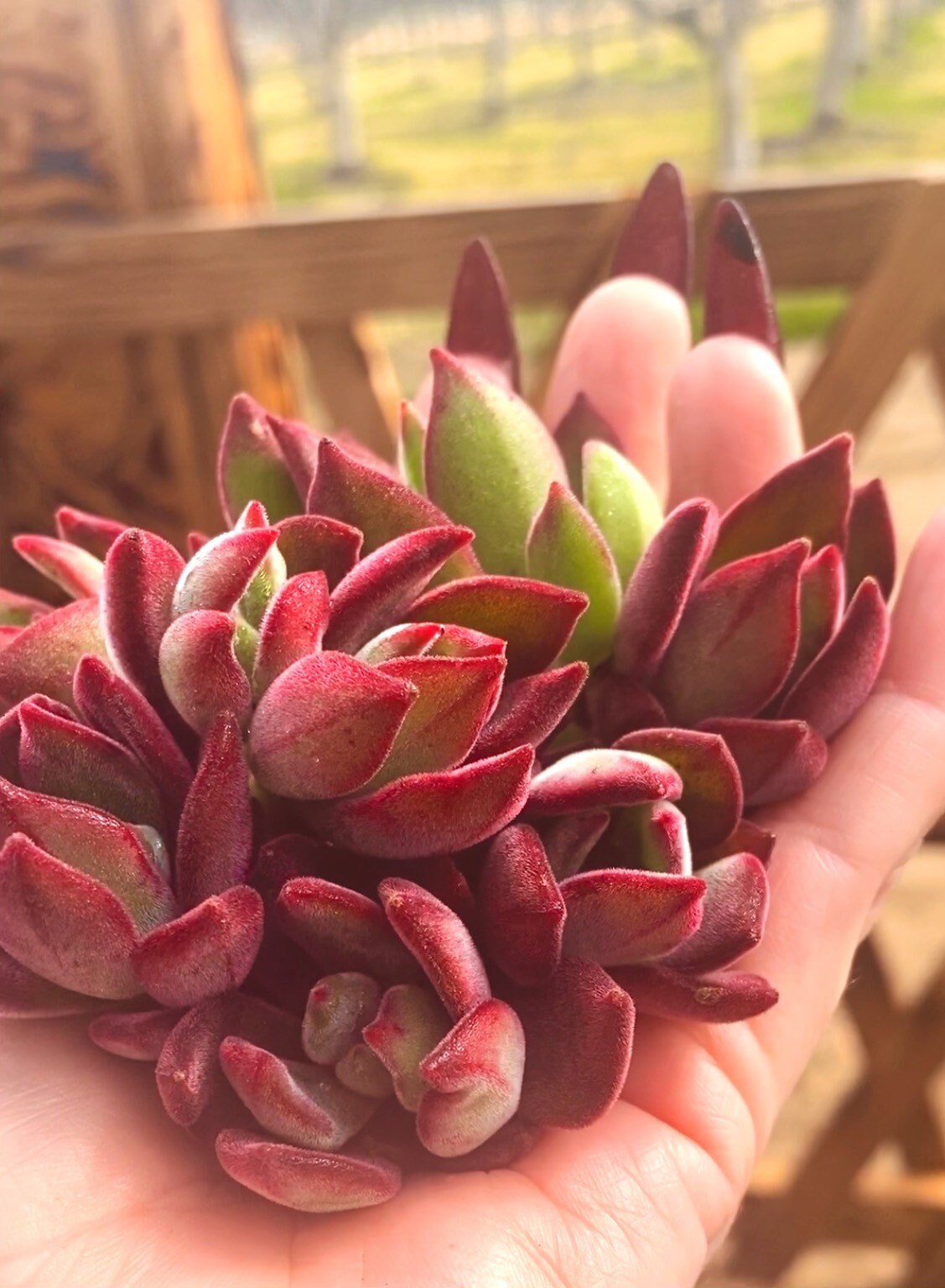 Devotion Succulent Plant Echeveria Red Velvet - Etsy