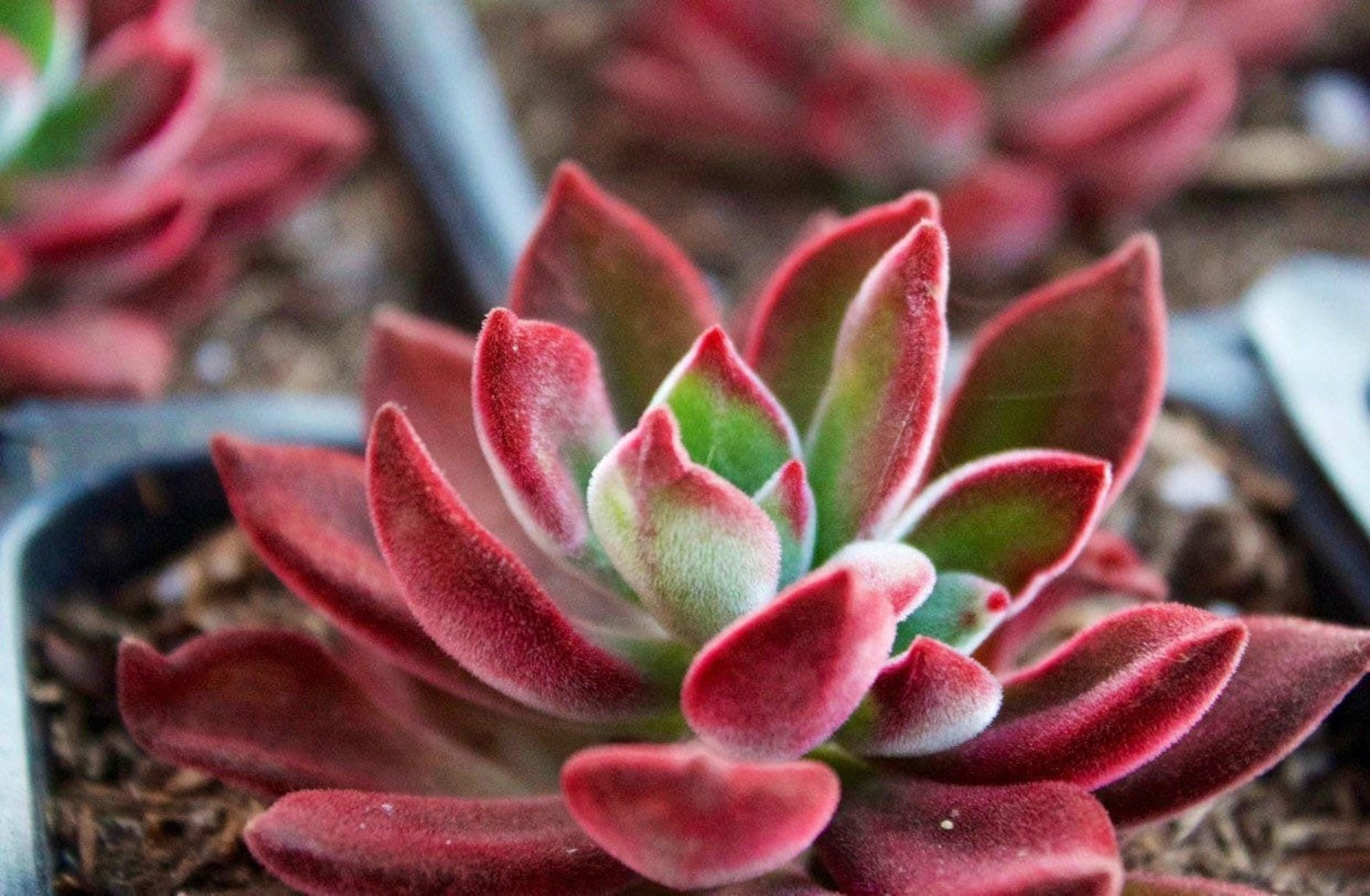 Devotion Succulent Plant Echeveria Red Velvet - Etsy
