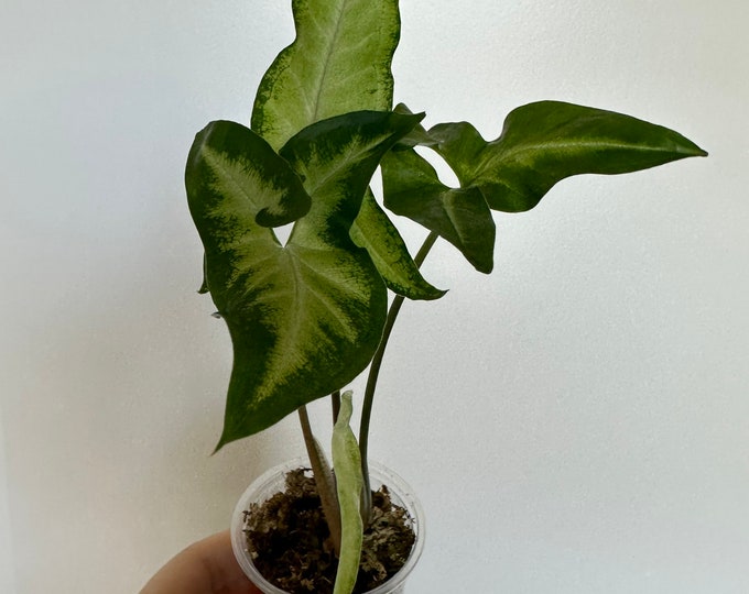 Syngonium Angustatum Five Finger Little Star Variegated Live Plant - Etsy