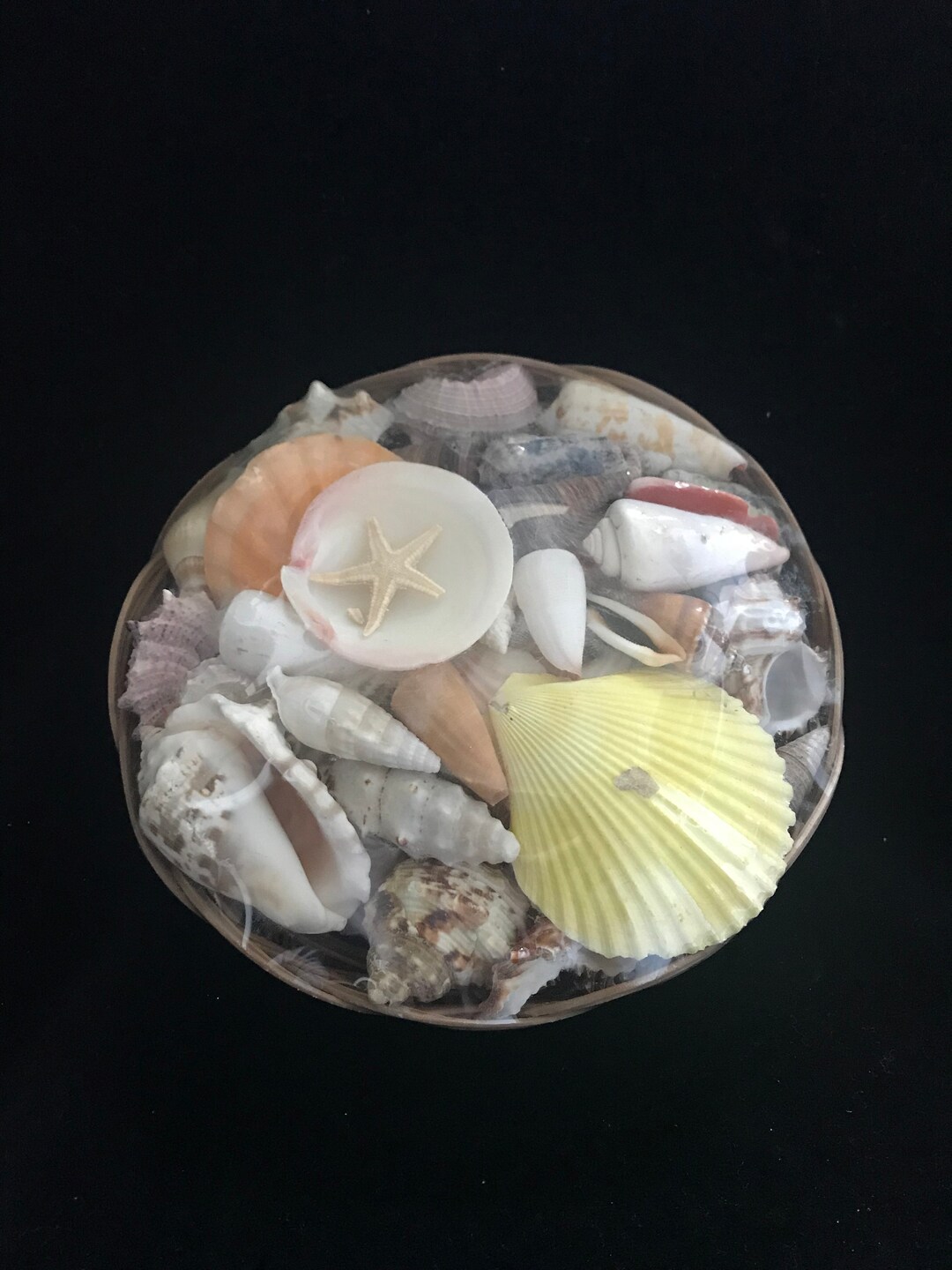 Basket of Sea Shells - Etsy