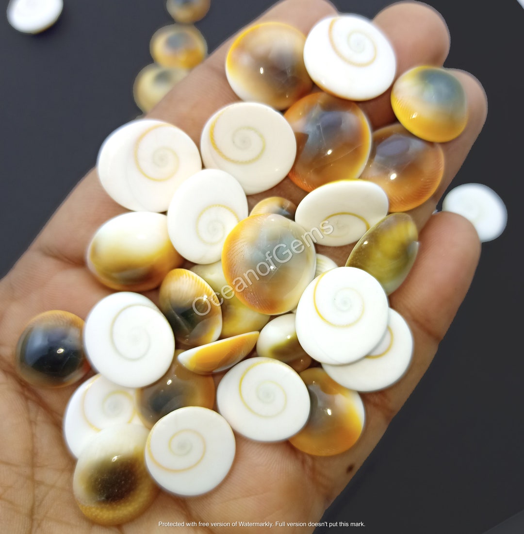Natural Shiva Eye Shell Gemstone Cabochon - Shiva Eye Shell Jewelry ...