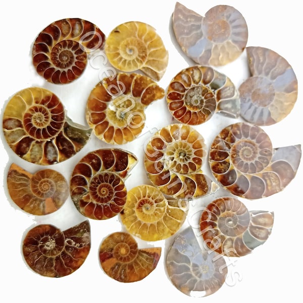 Ammonite Shell - Etsy