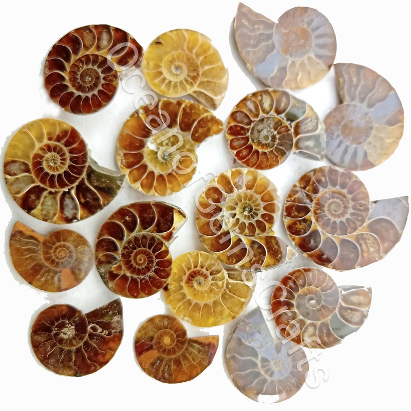 Ammonite Shell - Etsy