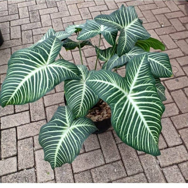 Caladium Lindenii Magnificum - Etsy