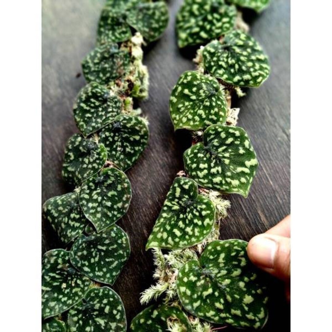 Scindapsus Snake Scale House Plant Aroid Tropical Indoor - Etsy