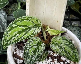 Scindapsus Tricolor Borneo - Etsy