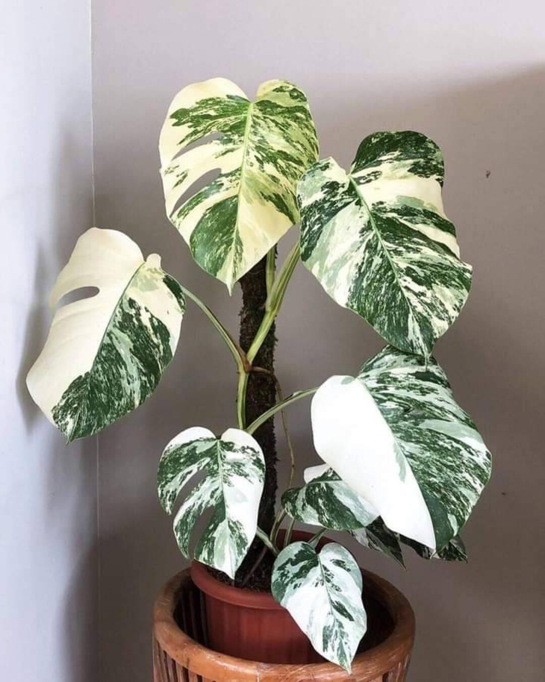 Monstera Marble Holland Variegated House Plant Aroid Tropical - Etsy