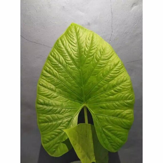 Extreme Rare Alocasia Alba House Plant Aroid Tropical Indoor - Etsy