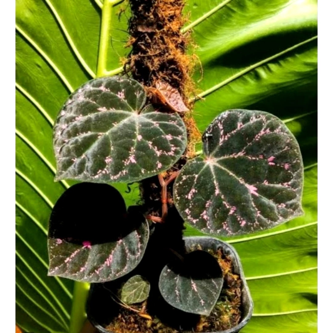 Piper Black Pink Wulung Sp Borneo Live House Plant Aroid - Etsy
