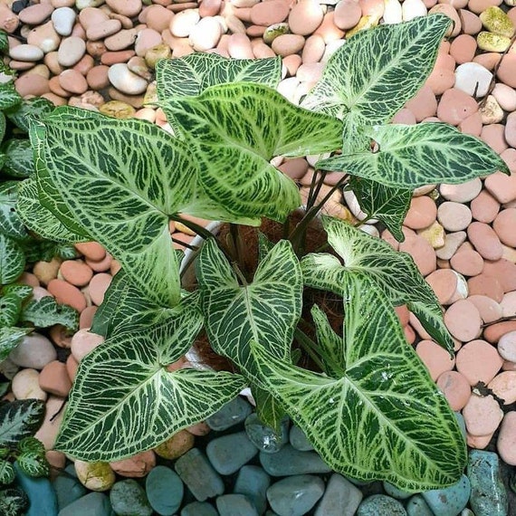 Ferns, Grasses & Bamboo Plants Syngonium Batik Plants etna.com.pe