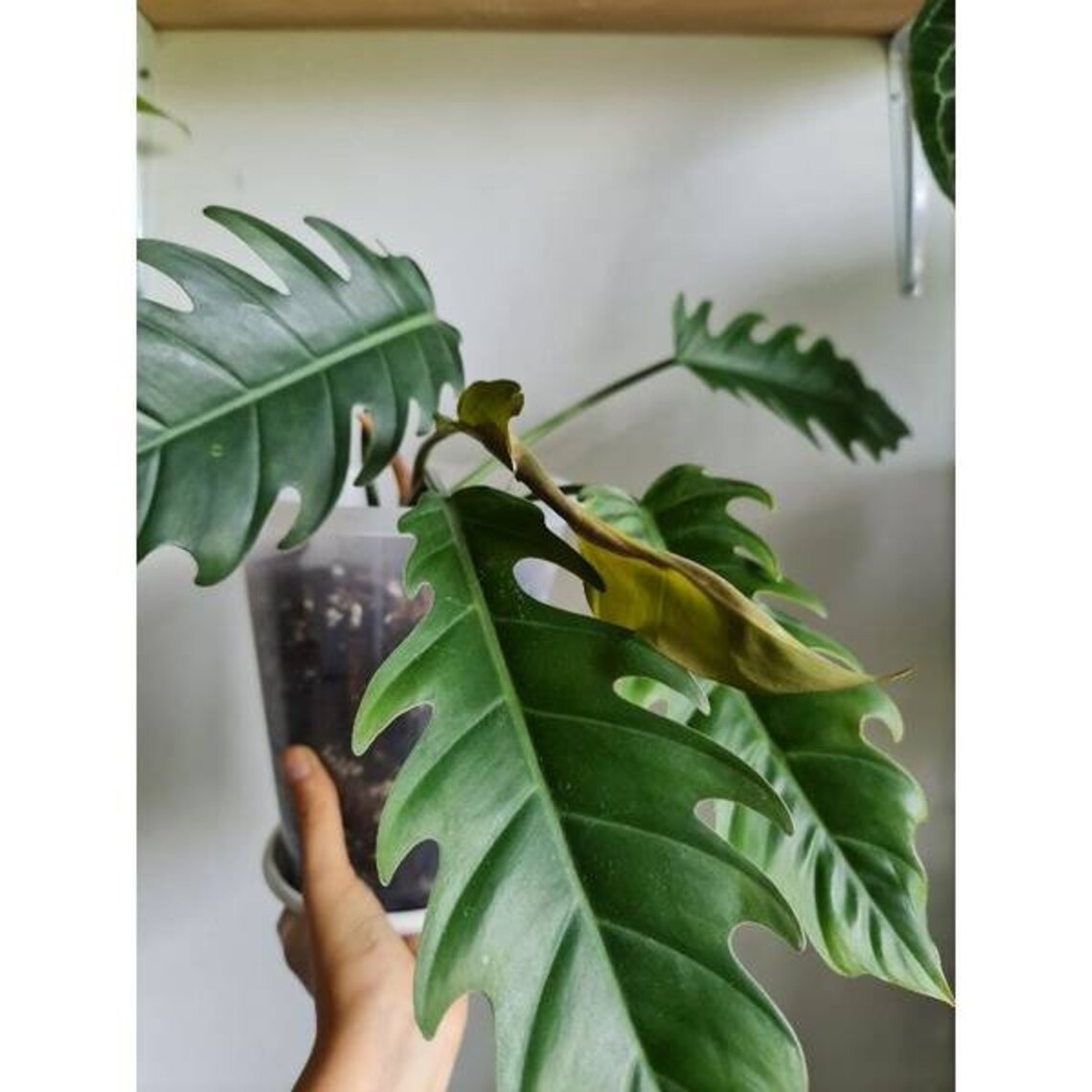 Rare Philodendron Caramel Pluto Dark Form House Plant Aroid - Etsy ...