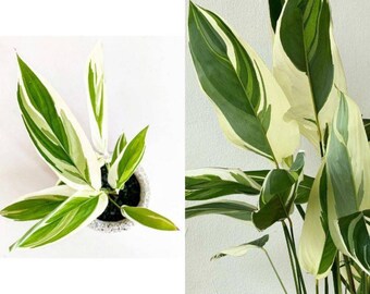 Maranta Arundinacea Arrow Root. - Etsy