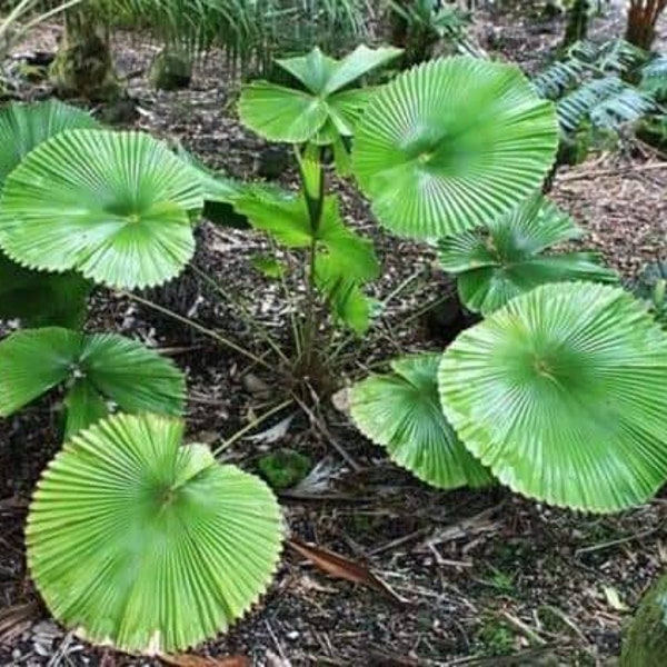 Licuala Cordata - Etsy