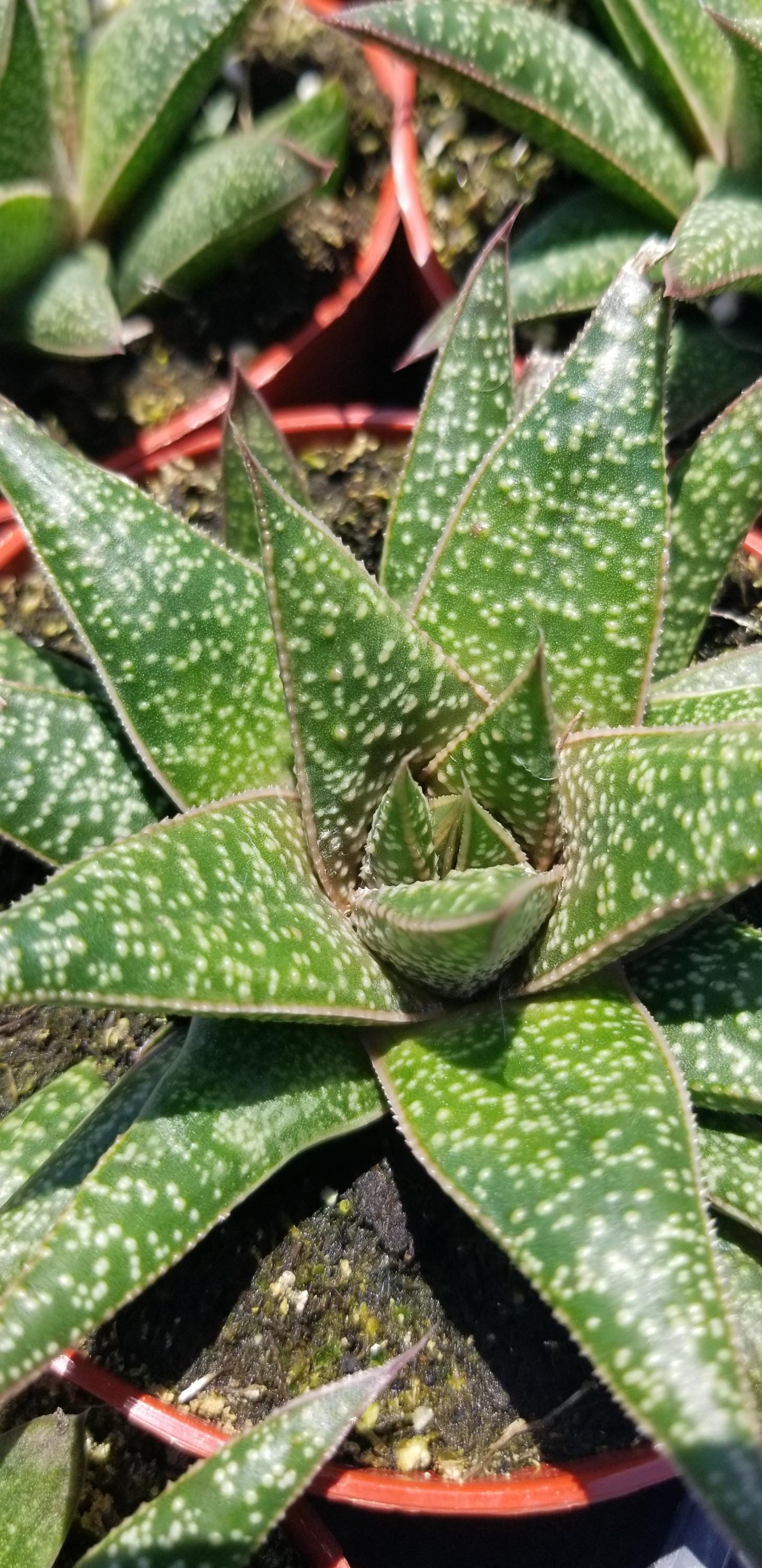 Gasteria Flow (4' Pot) Succulent Plant - Etsy