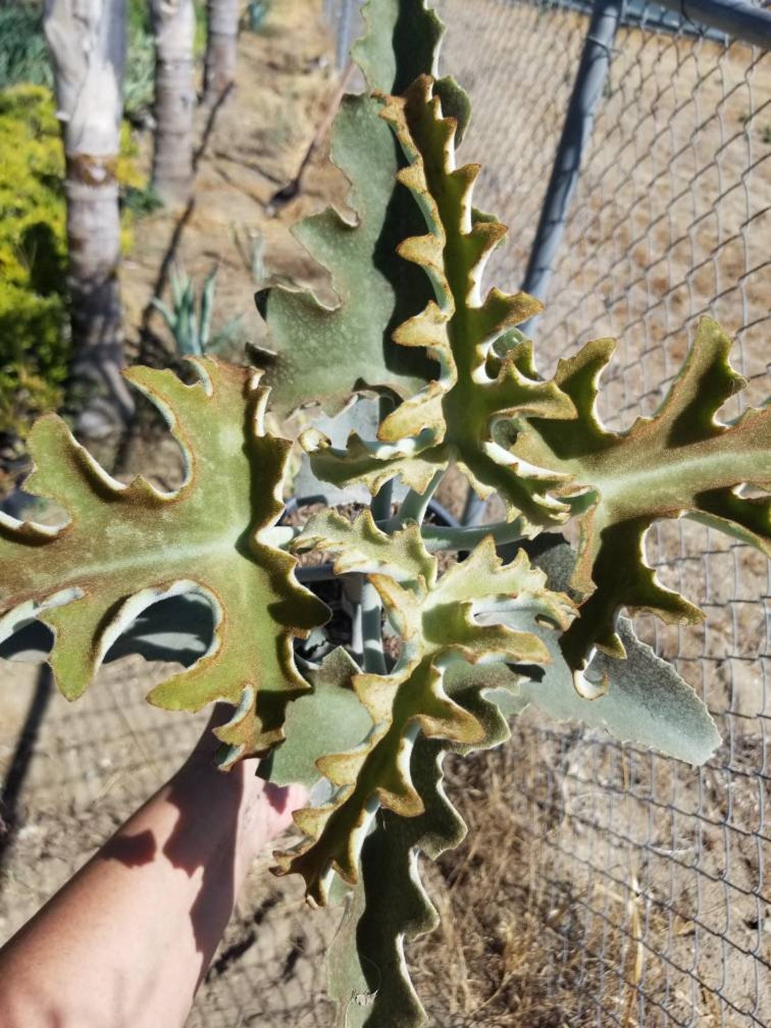 Kalanchoe Beharensis Fang Tree 1 Gal.pot - Etsy