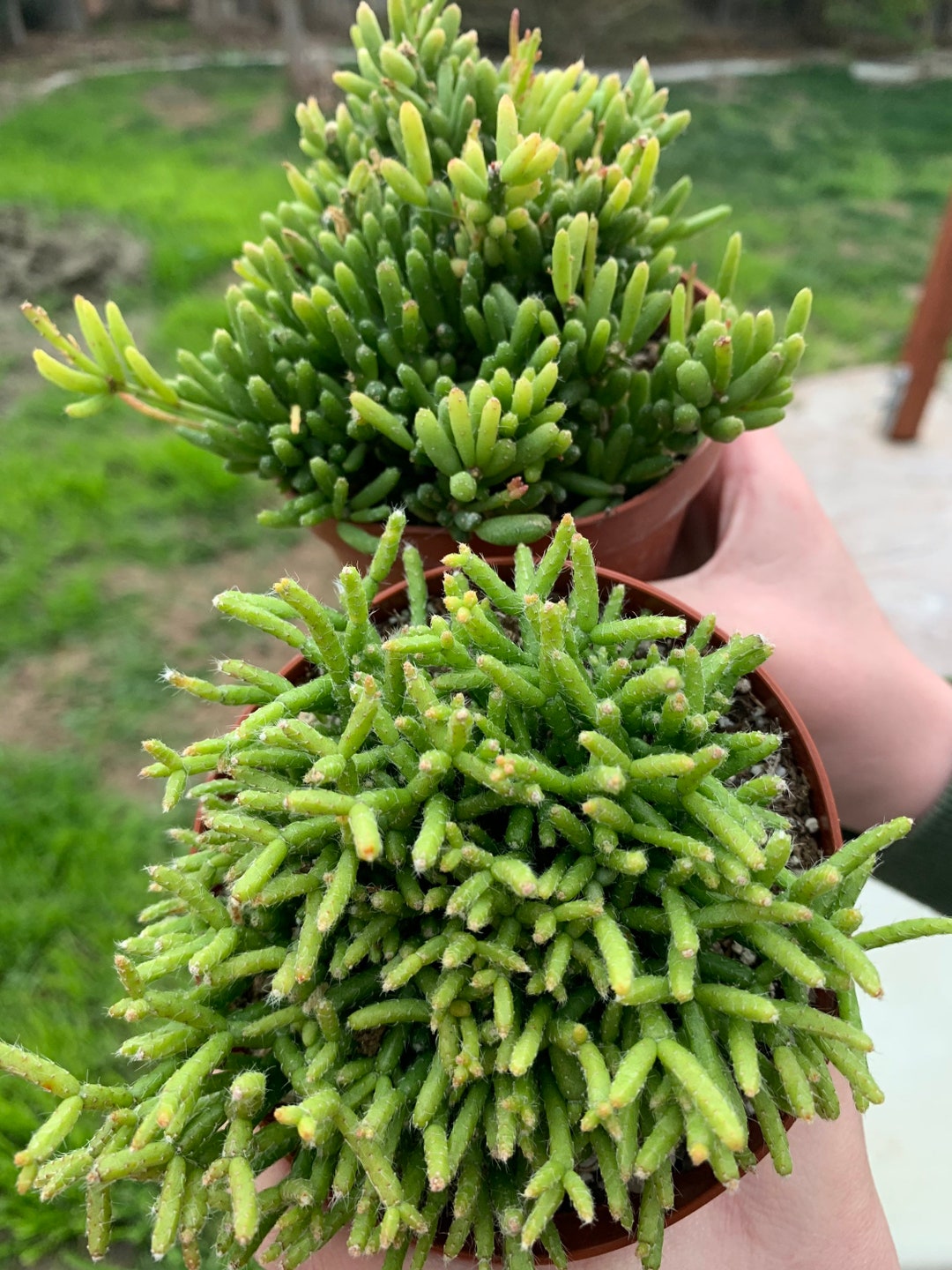 Dancing Bones Cactus (hatiora Salicornioides) (4" Pot) - Etsy