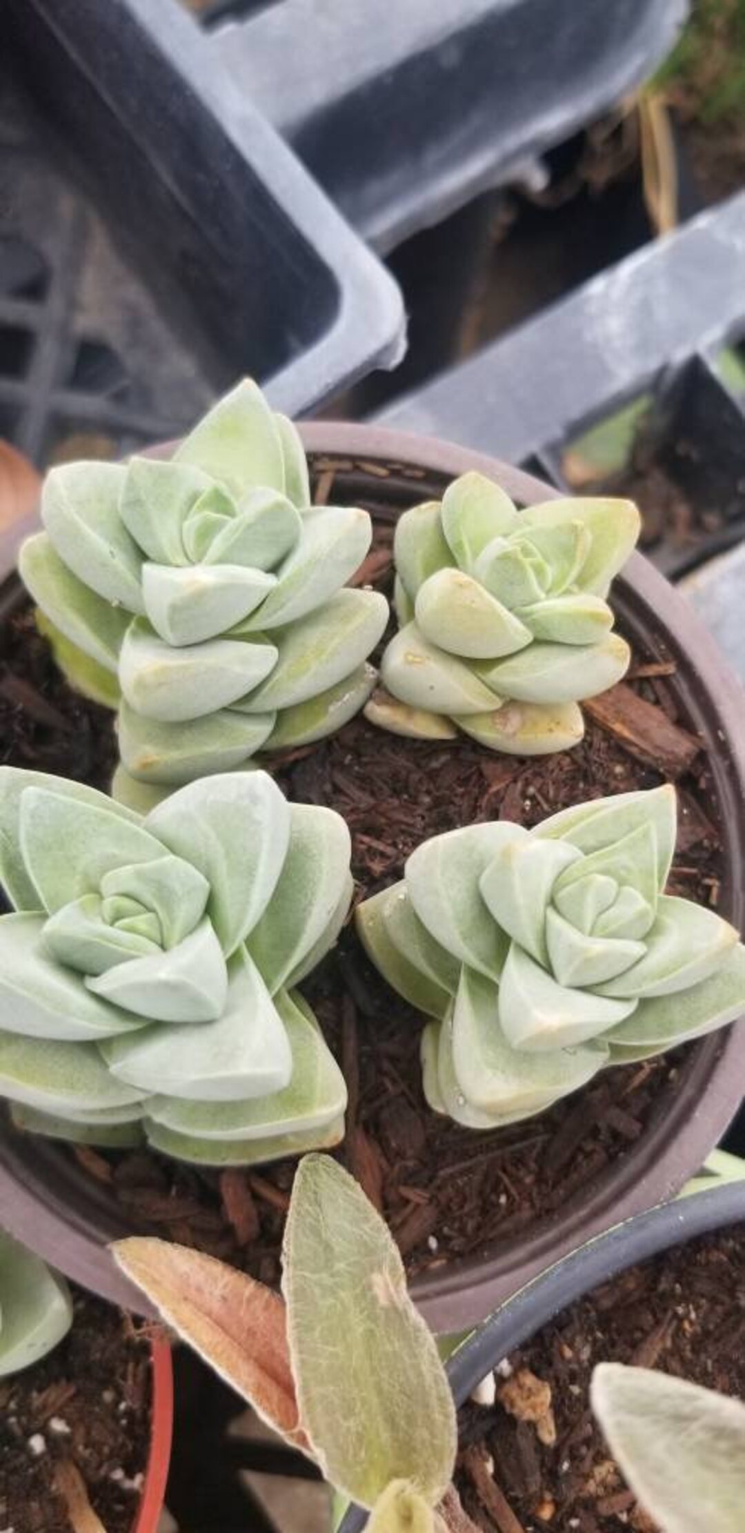 Crassula Moonglow (4" Pot) - Etsy