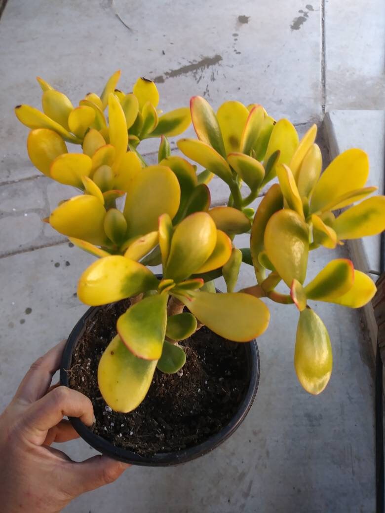 Crassula Ovata Hummel's Sunset 1 Gal. Pot | Etsy