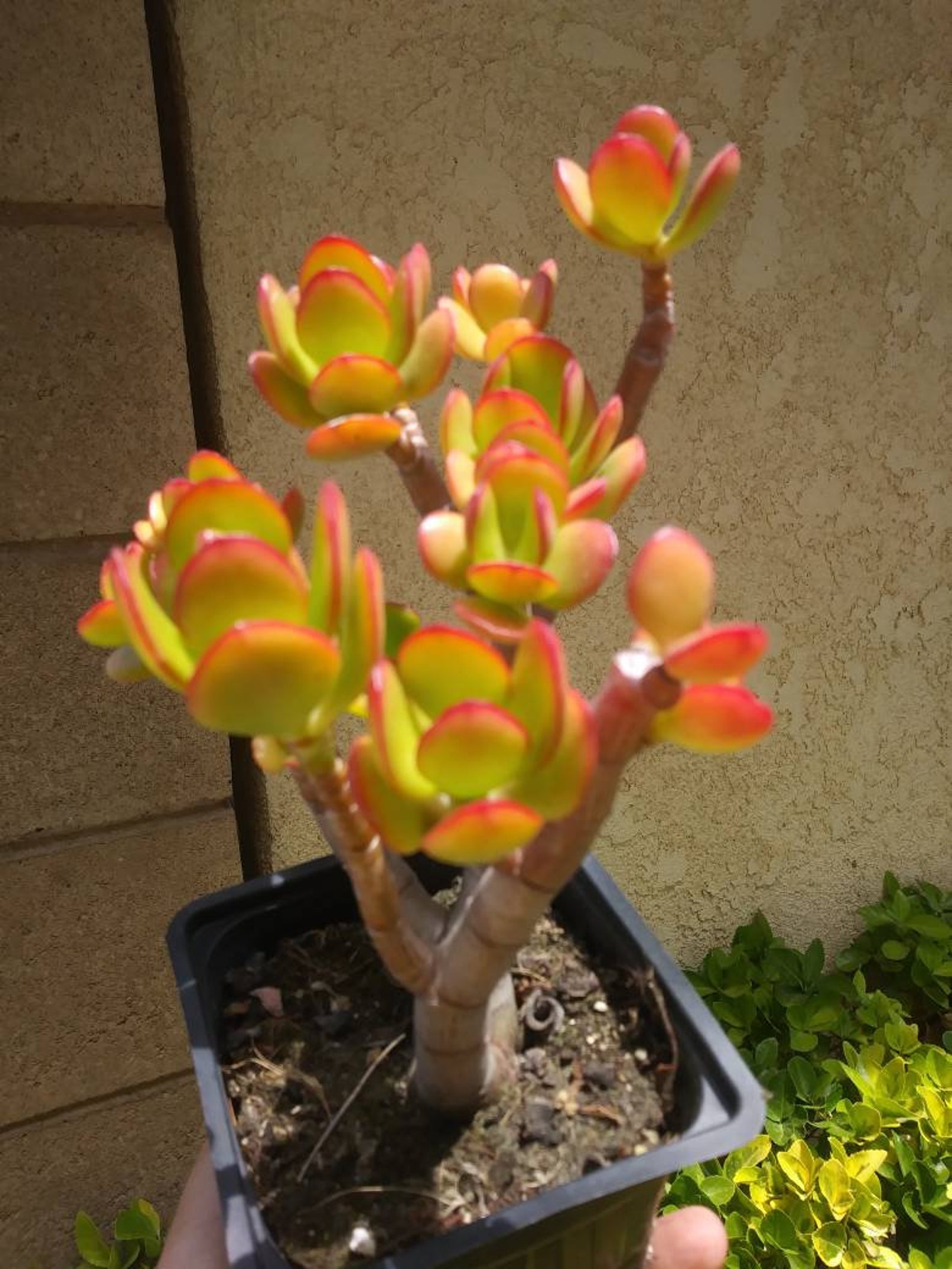 Crassula Ovata Crosby's Compact "dwarf Jade Tree" (5" Pot) - Etsy