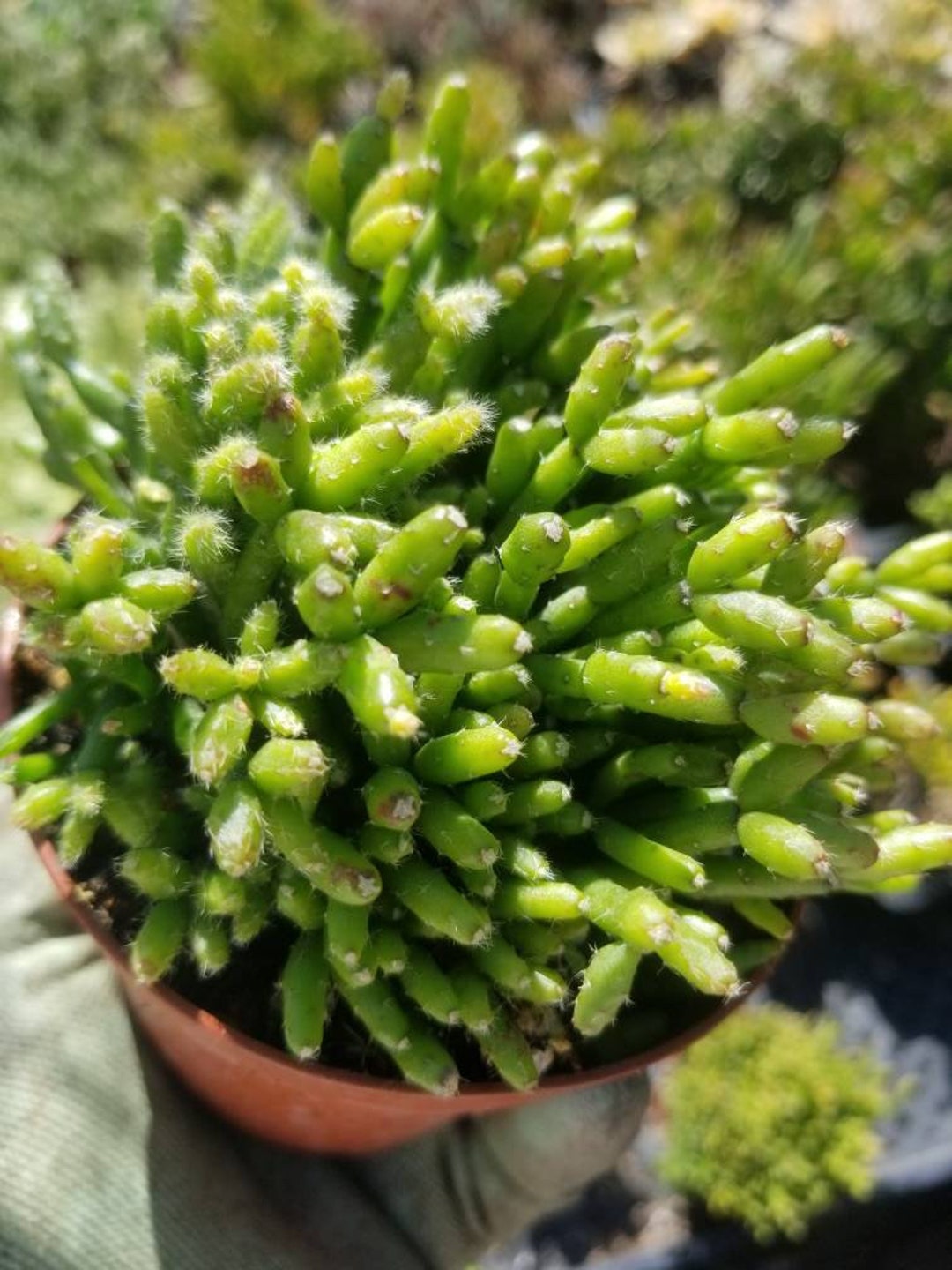 Hatiora Salicornioides - Dancing Bones Cactus (4" Pot) - Etsy