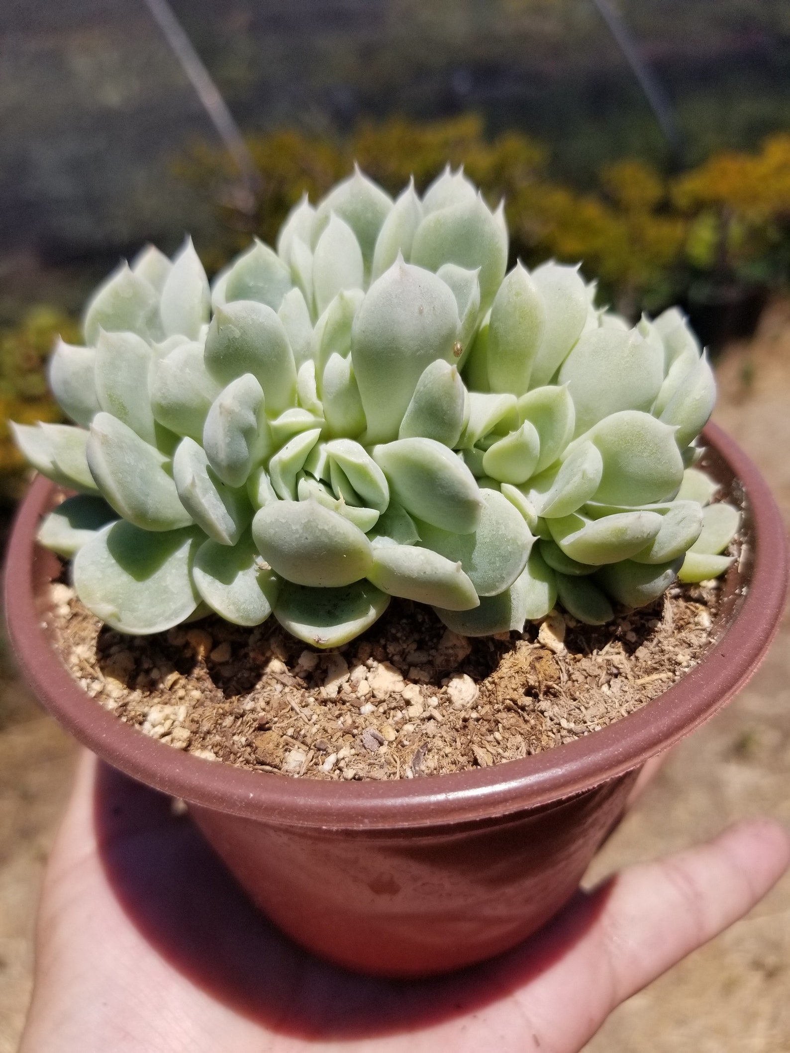 Echeveria Elegant Cluster "mexican Snowball" (4" Pot) - Etsy