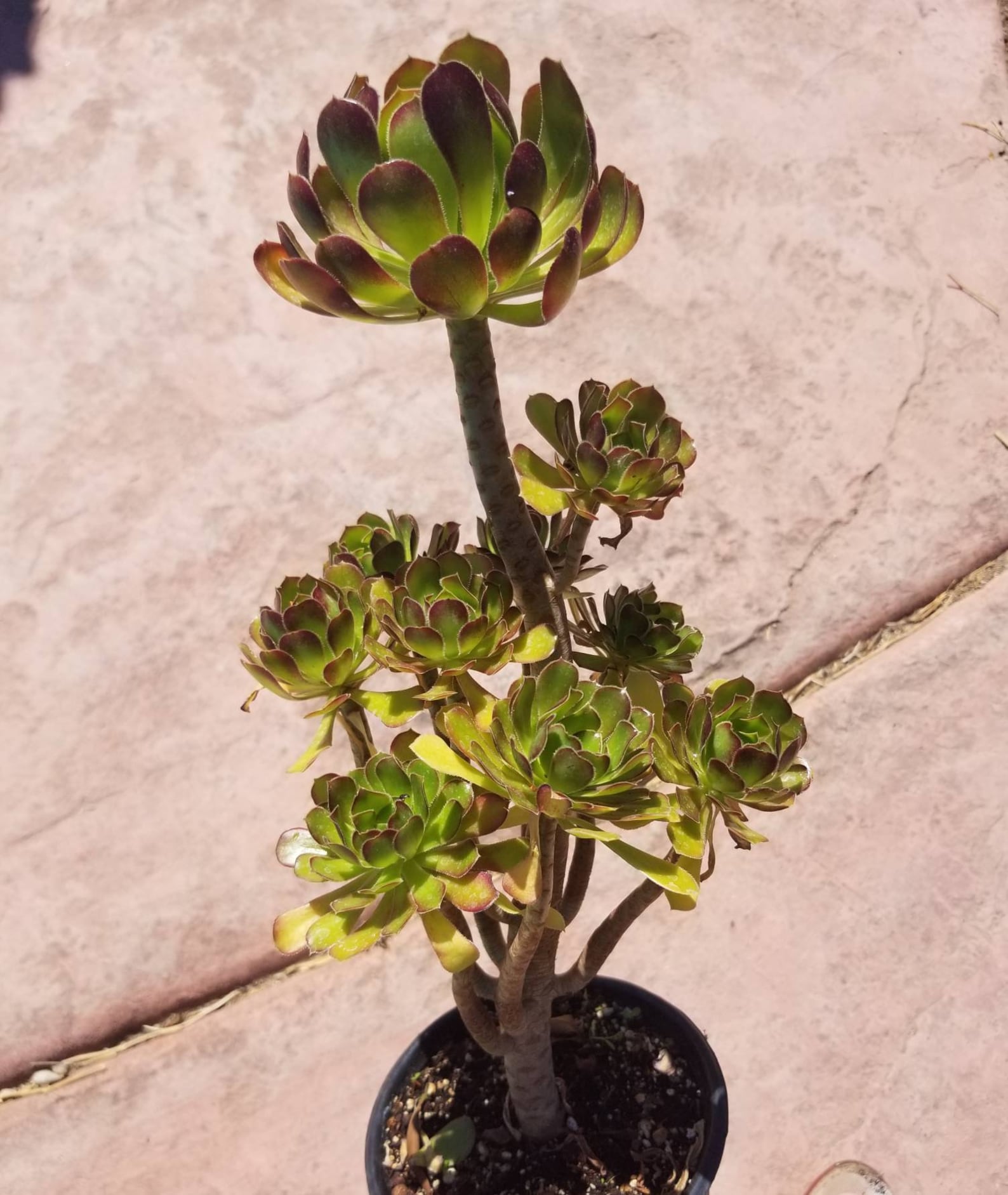 Aeonium Arboreum Atropurpureum 1 Gal. Pot | Etsy
