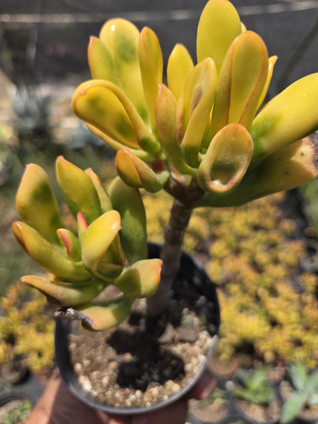 Crassula Ovata Hobbit Sunset (4" Pot) - Etsy