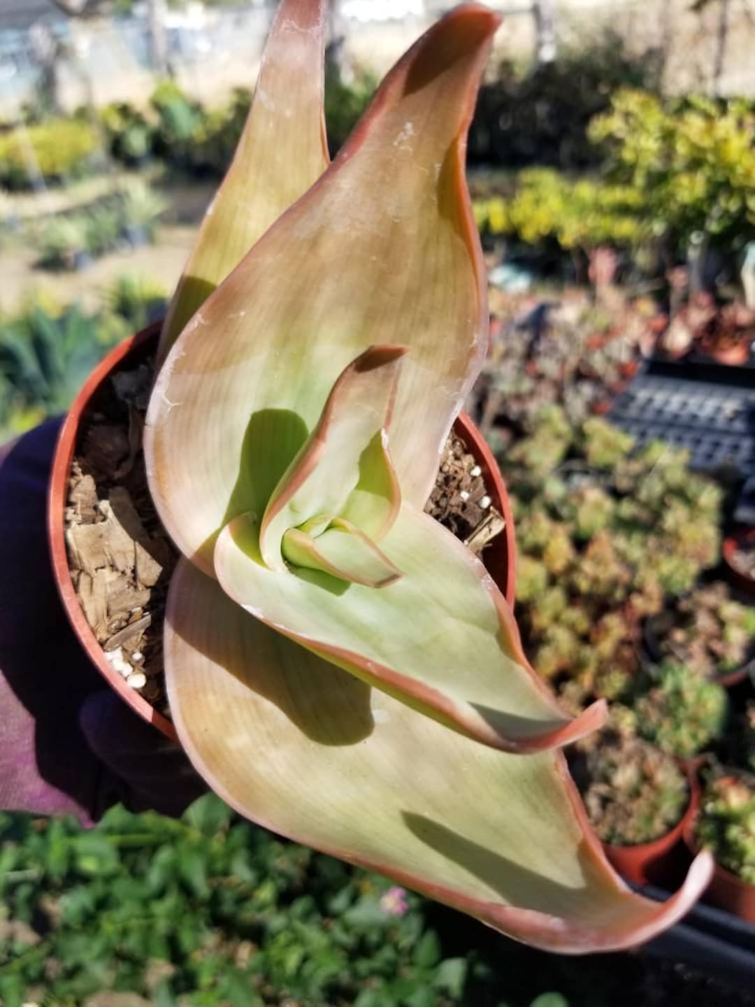 Aloe Coral Striata (4" Pot) - Etsy