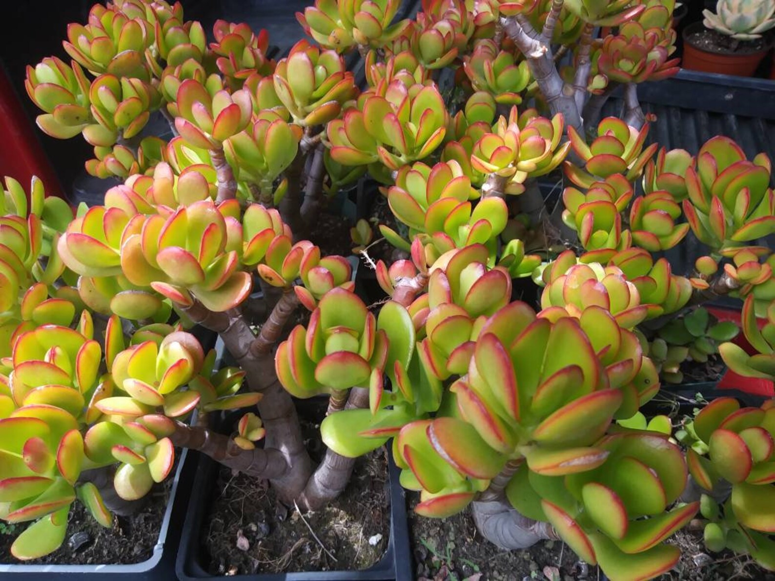 Crassula Ovata Crosby's Compact "dwarf Jade Tree" (5" Pot) - Etsy