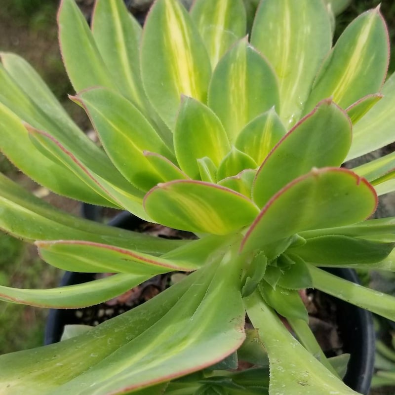 Crested Aeonium - Etsy