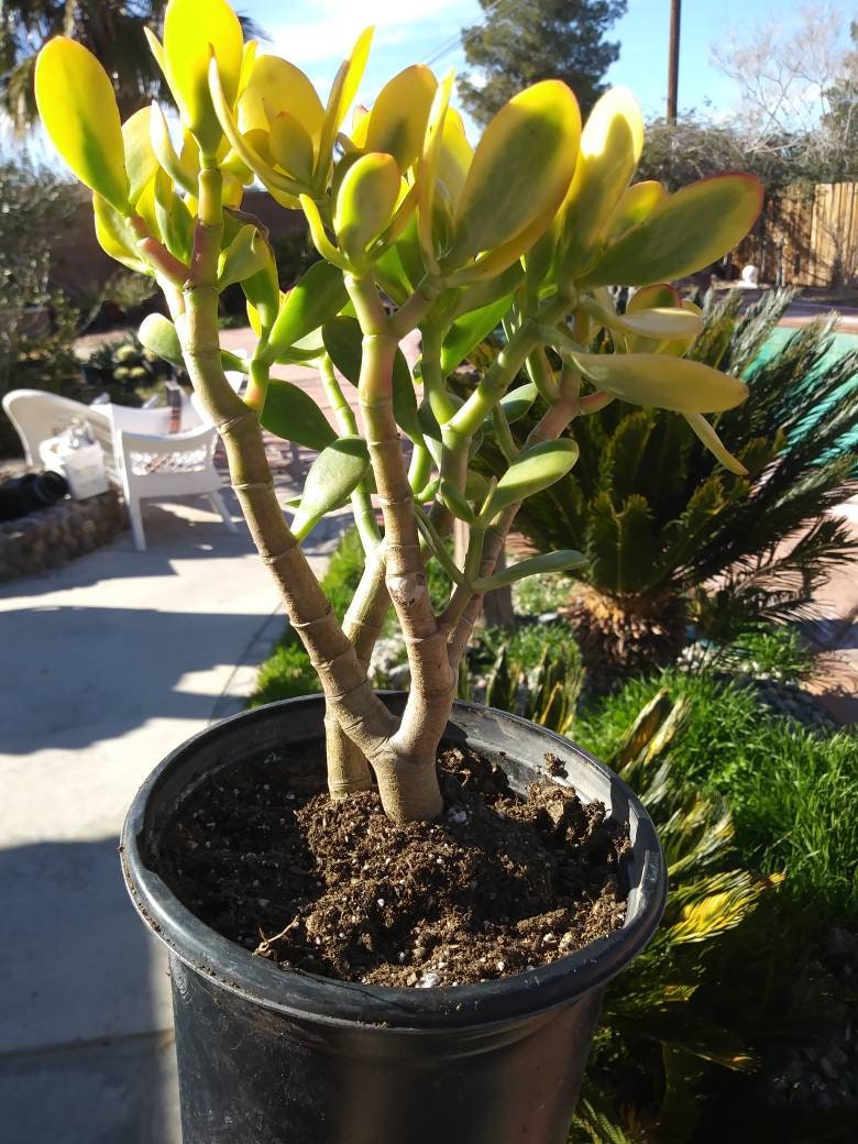 Crassula Ovata Hummel's Sunset 1 Gal. Pot | Etsy