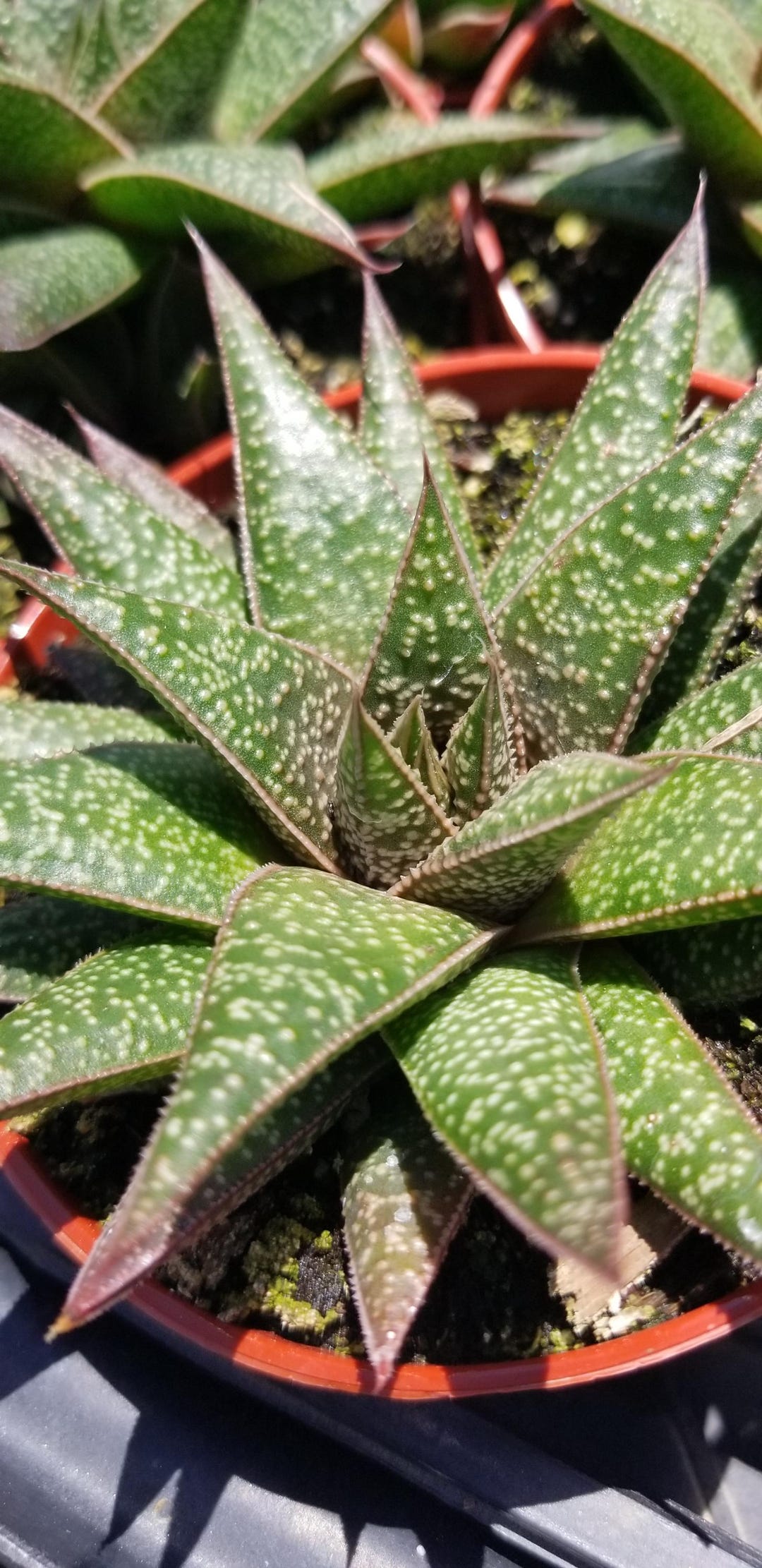 Gasteria Flow (4' Pot) Succulent Plant - Etsy