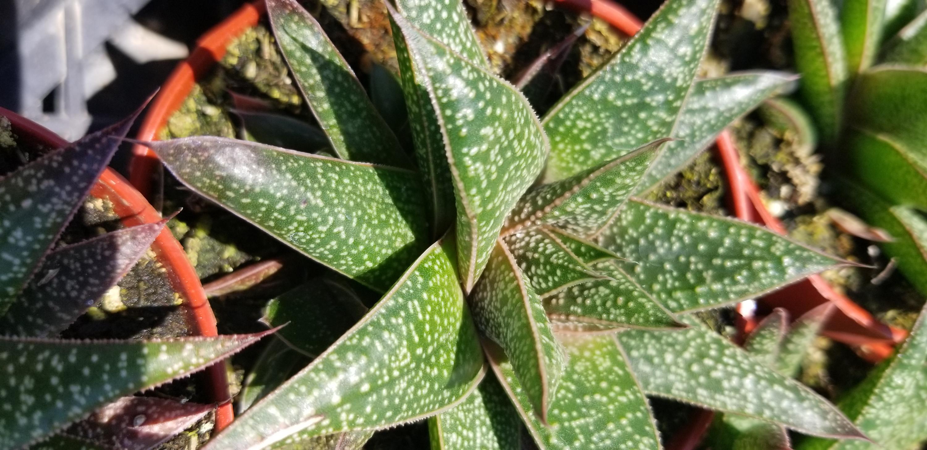 Gasteria Flow (4' Pot) Succulent Plant - Etsy