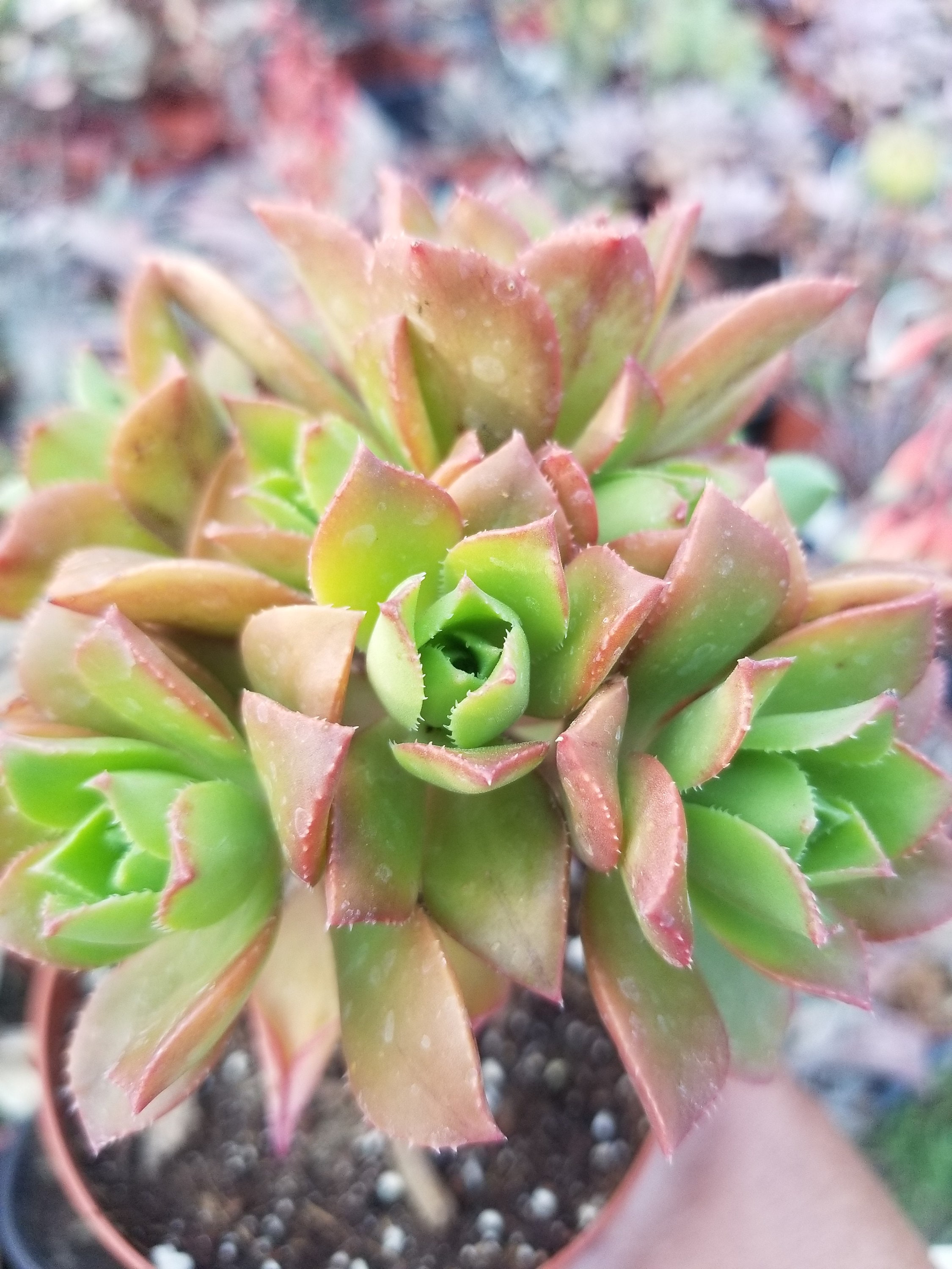 Aeonium Decorum Varieties