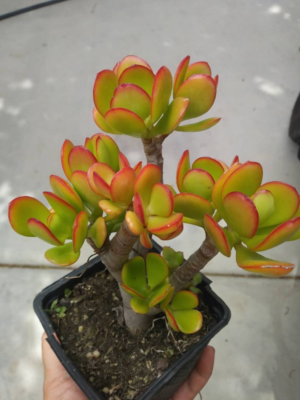Crassula Ovata Crosby's Compact "dwarf Jade Tree" (5" Pot) - Etsy